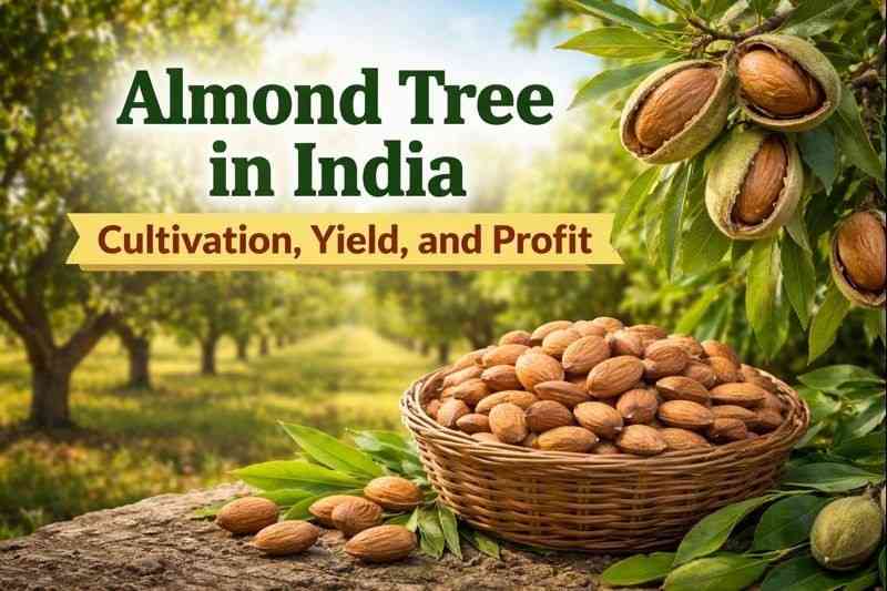 Almond Tree in India: Cultivation, Yield, Profit & Farming Guide